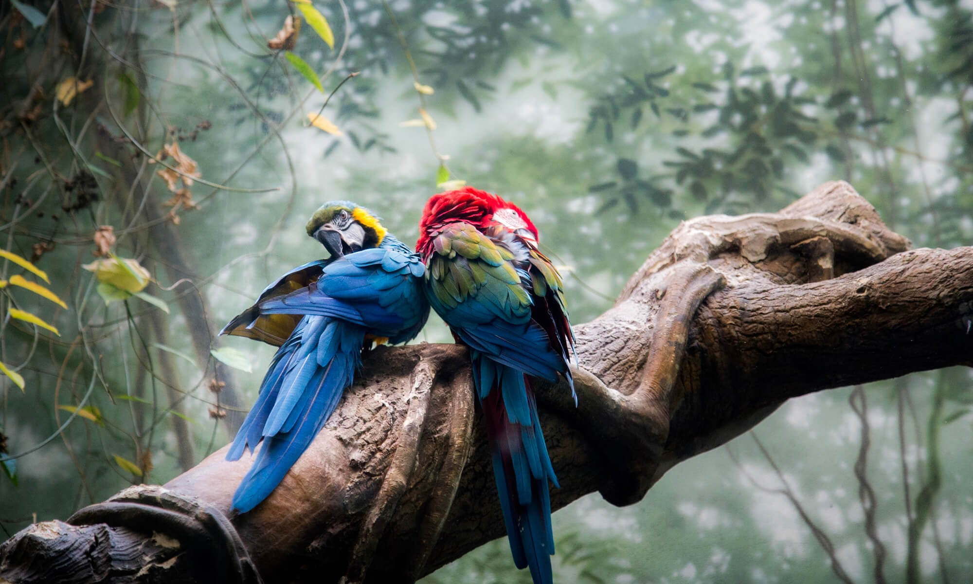 Start a Family - Crack Den